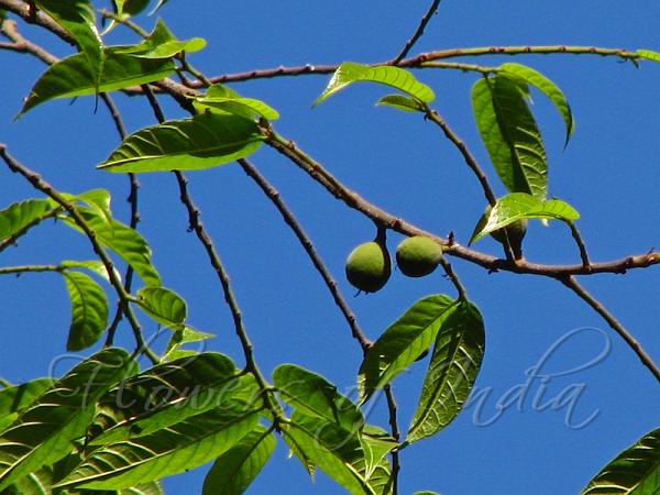 Antiaris toxicaria - Upas Tree