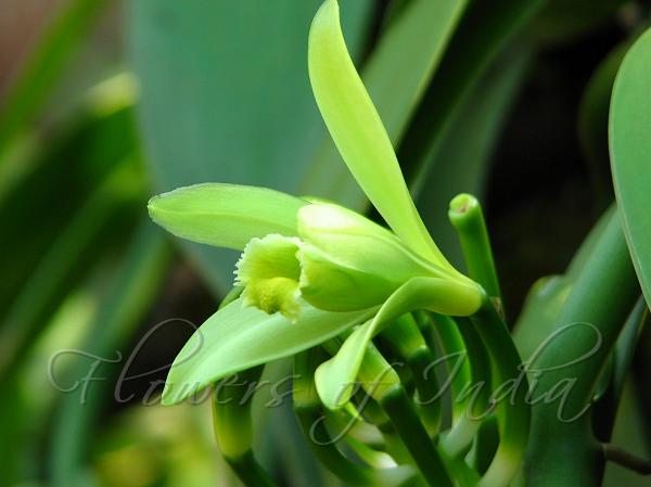 Vanilla planifolia - Vanilla Creeper