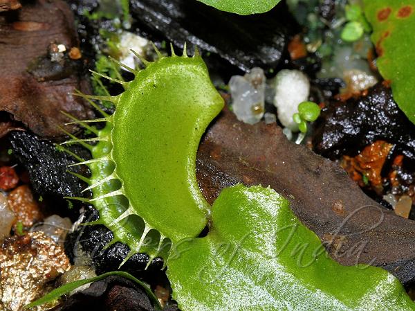 Dionaea muscipula - Venus Flytrap