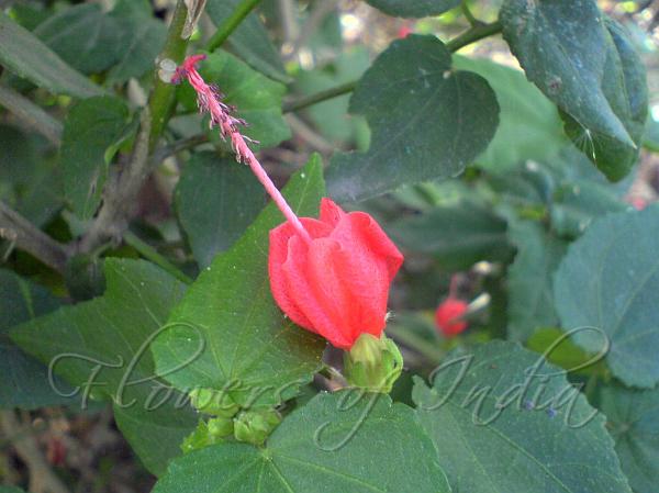 Malvaviscus arboreus var. drummondii - Wax Mallow