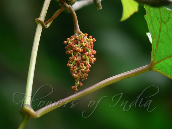 Ampelocissus latifolia - Wild Grape