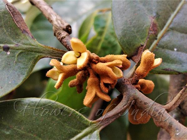 Knema attenuata - Wild Nutmeg