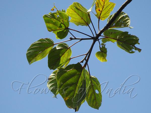 Pterocymbium tinctorium - Winged Boot Tree