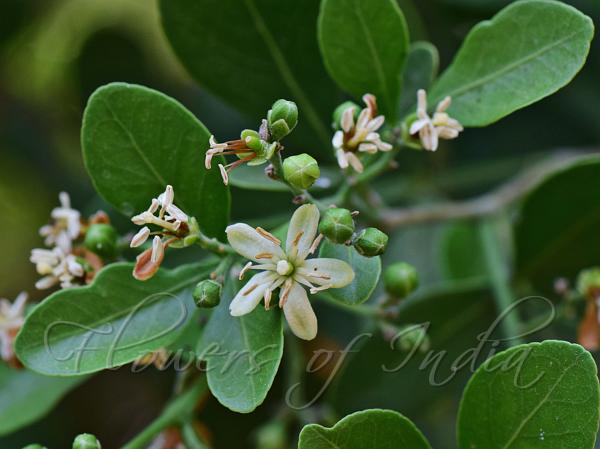 Pleiospermium alatum - Winged Naringi