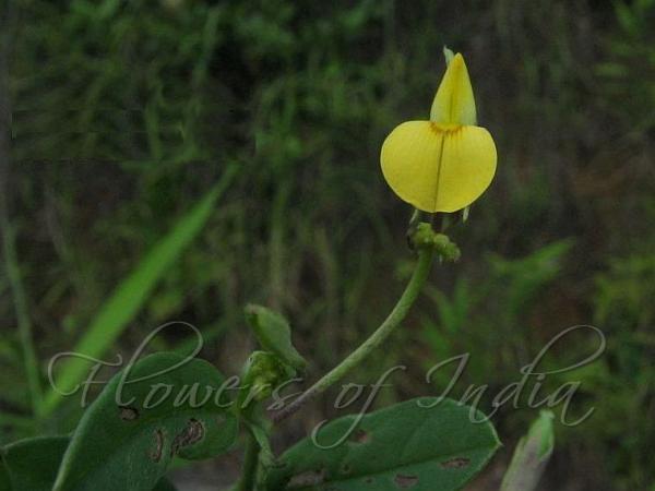 Crotalaria alata - Winged-Stem Rattlepod