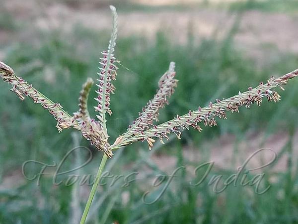Chloris flagellifera - Wire Grass