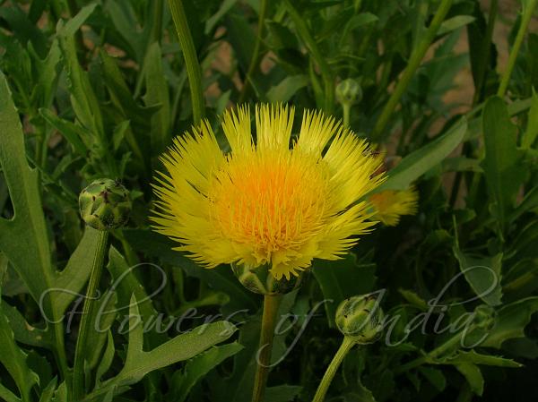 Amberboa amberboi - Yellow Sweet Sultan